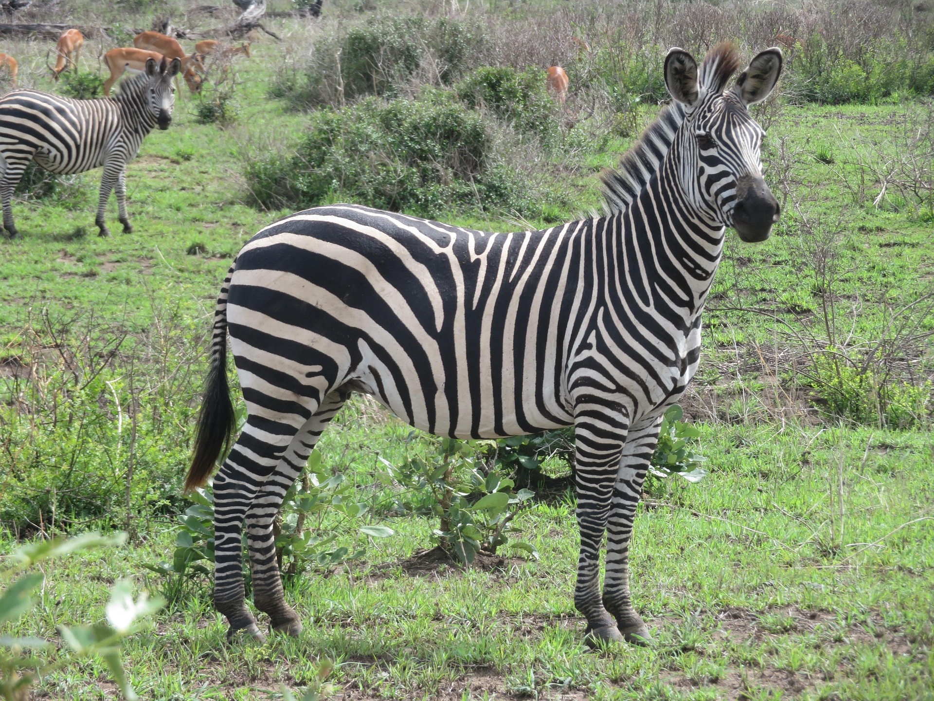 Mikumi Day Trips - bongoplan®